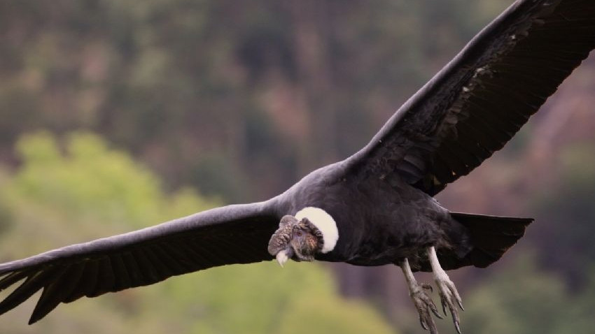 Día Mundial de las Aves: cuáles son las más emblemáticas de Río Negro ...